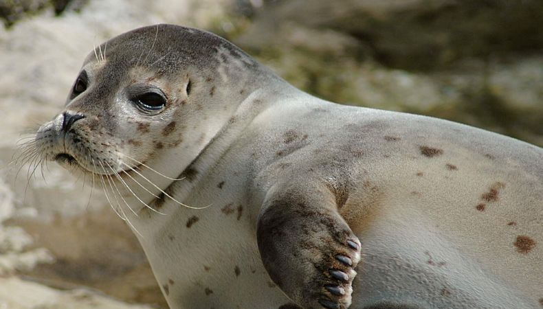 Más de dos mil focas fueron encontradas en el mar Caspio
