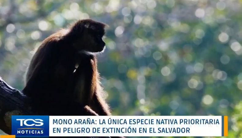 El mono araña en peligro de extinción en El Salvador