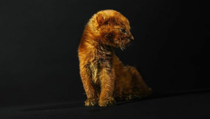 Clínica Veterinaria del MARN atiende cría de hembra de gato zonto