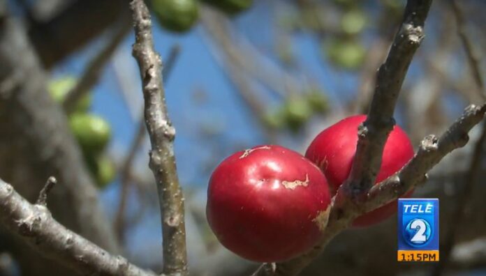 ¡Inicia la temporada de jocotes en San Lorenzo!