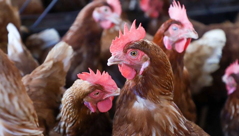 Técnicos del MAG realizan muestras para prevenir influenza aviar