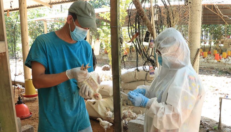 Guatemala en estado de emergencia por caso de influenza aviar