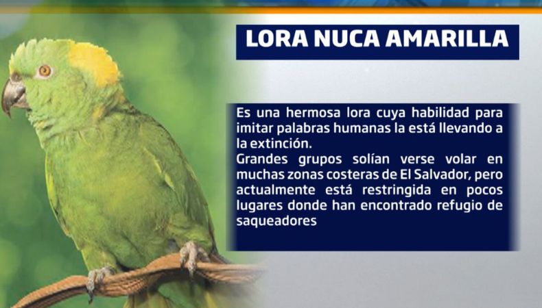 ¡Especies de peligro de extinción en El Salvador!