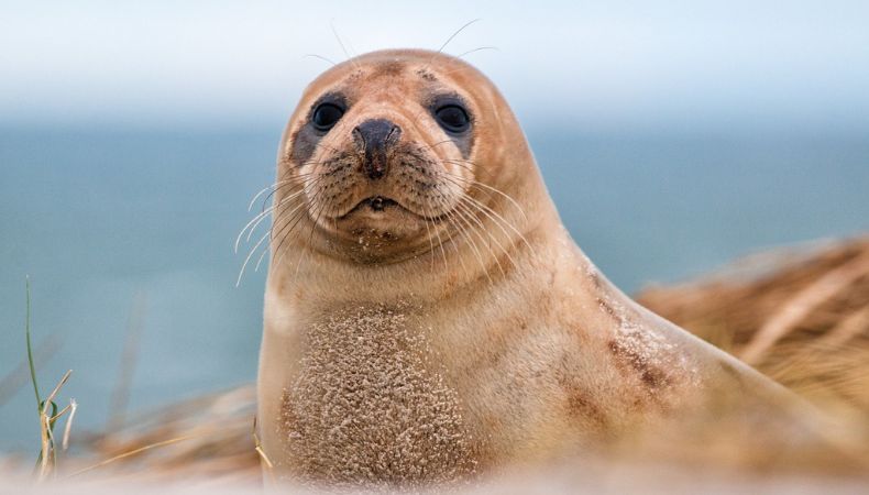 ¡Día Mundial contra la Matanza de Focas!