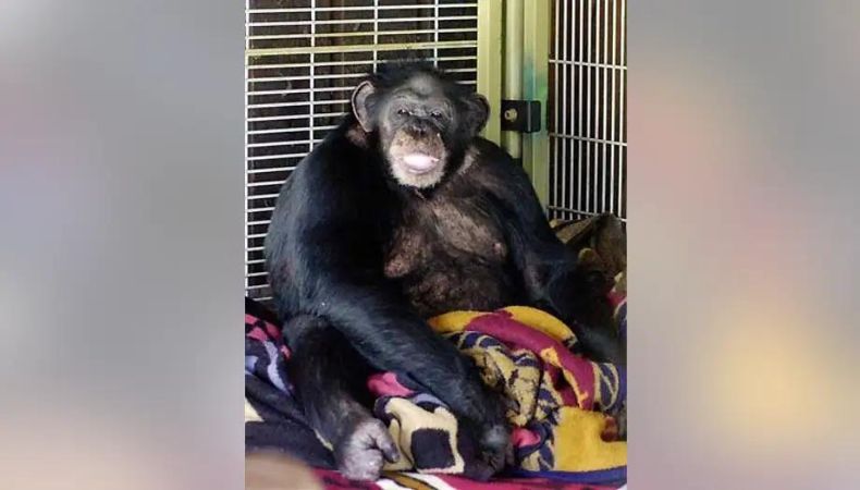 El caso de Charla Nash, la mujer desfigurada por un chimpancé