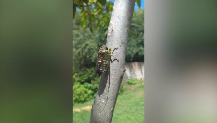 ¿Conoce por qué las chicharras emiten un sonido?