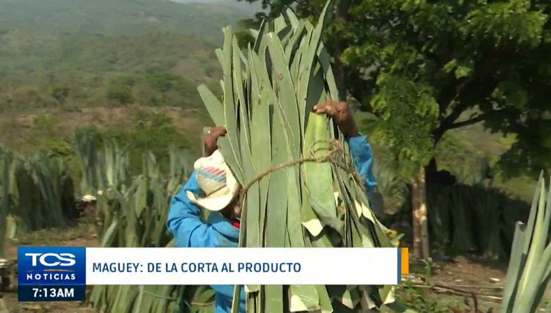 Productos del maguey: un legado tradicional