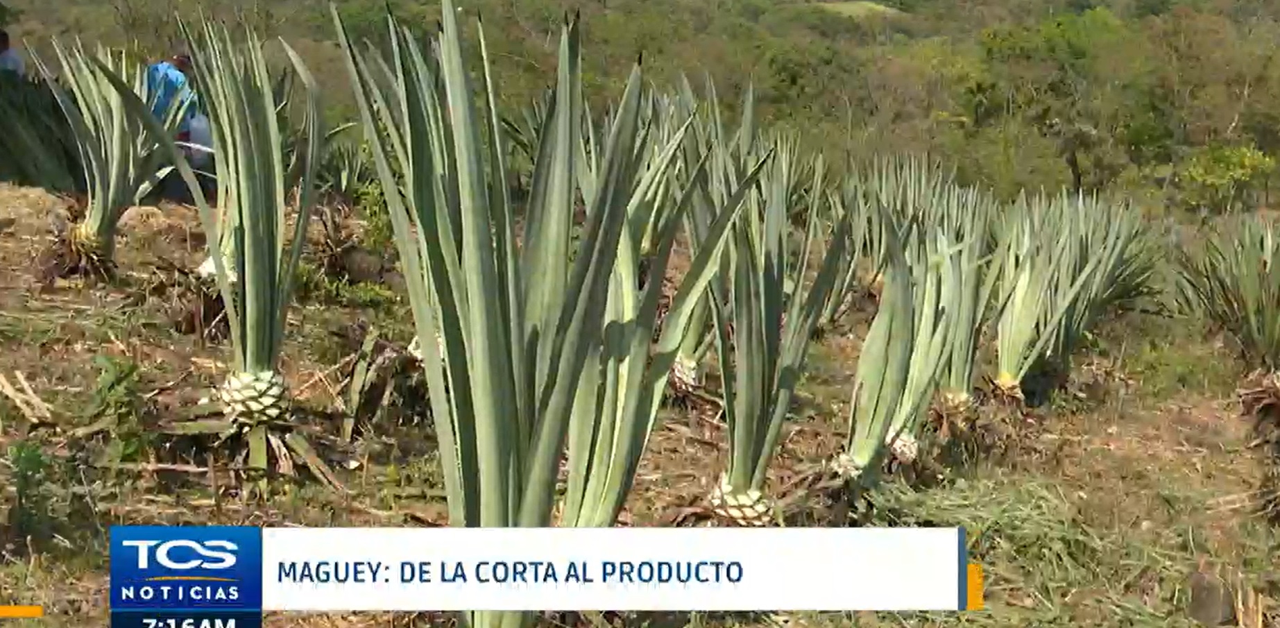 Productos del maguey: un legado tradicional