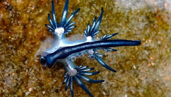 MARN detecta presencia de dragones azules en las costas