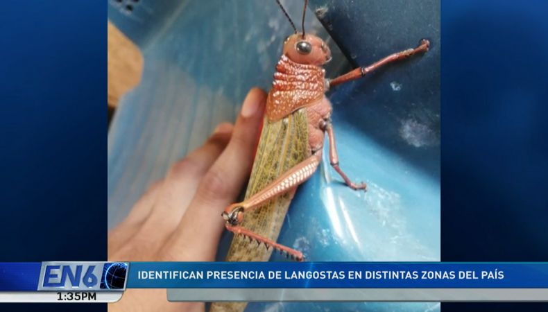 Agricultores reportan aparición de langostas