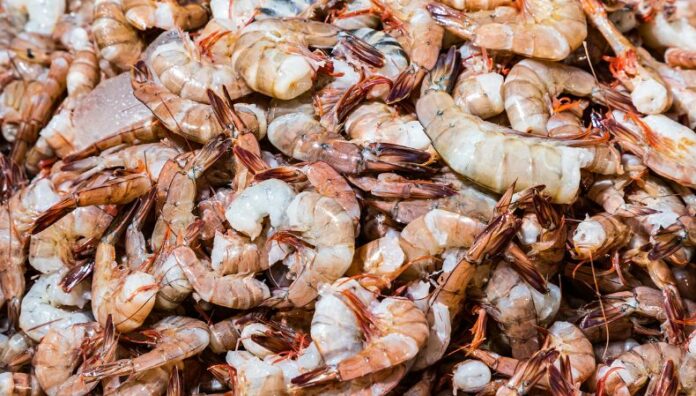 ¡MAG decretará veda nacional de camarón marino!