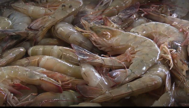 ¡Inicia la veda de camarón marino a nivel nacional!