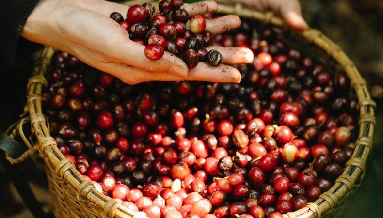 ¿Cómo se logra un café de altura?