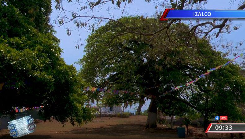 ¡El misterio que envuelve el árbol de amate!