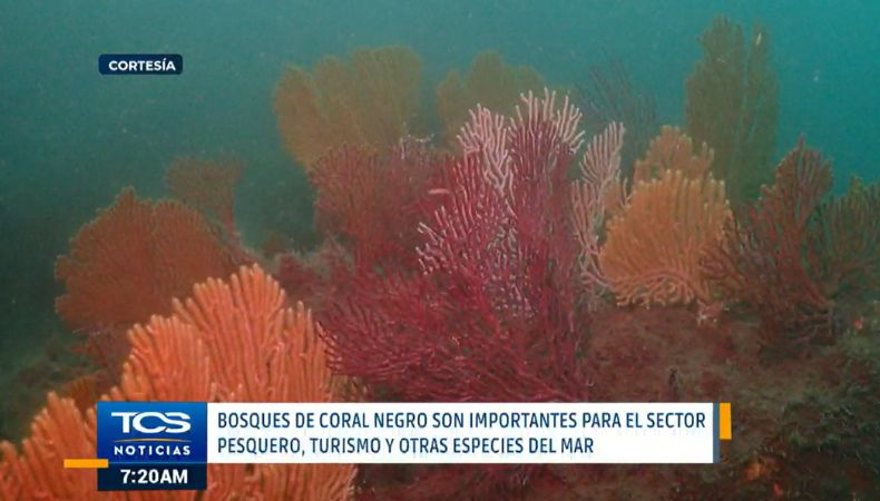 ¡Corales negros, joyas escondidas en Los Cóbanos!