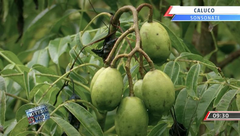 ¡Jocote sin semilla, un cultivo halagador en Sonsonate!