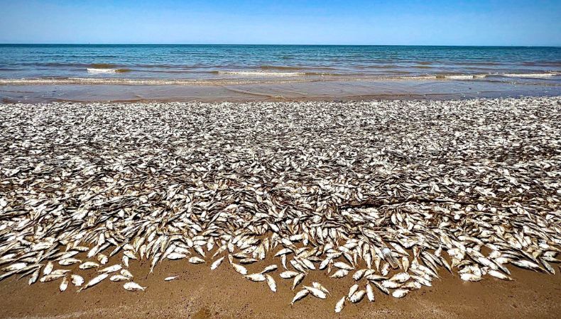 Miles de peces murieron por falta de oxígeno en Texas