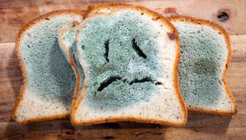 Moho En Los Alimentos Riesgos En La Salud