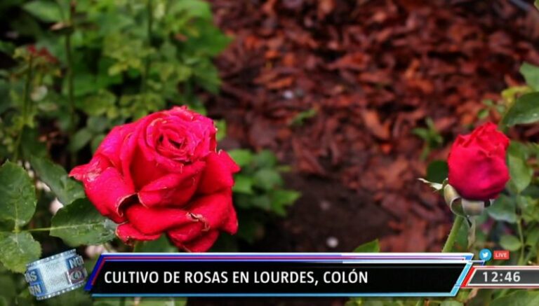 ¡Son 12 rosas que hablaran de ti!