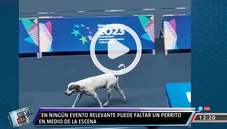 ¡Talento! Perrito compite por ganarse el oro