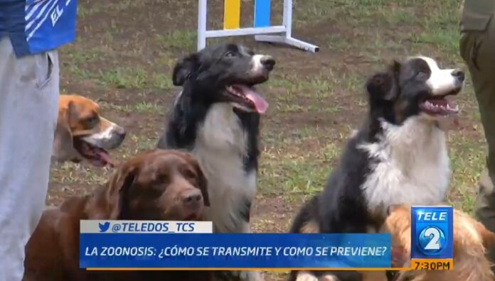 La zoonosis: ¿cómo se transmite y cómo se previene?