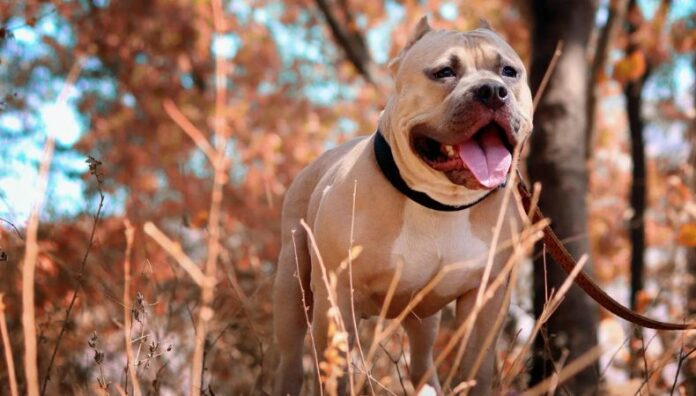 ¿Por qué ocurren los ataques de perros? Entrenador explica