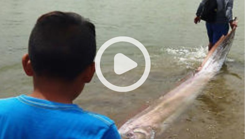 Encuentran pez remo en Perú, ¿presagio de un nuevo sismo?