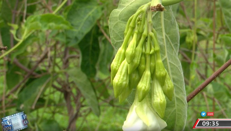 ¡El loroco, una delicia culinaria para paladares exclusivos!