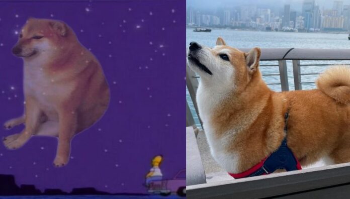 ¡El perrito más viral! Muere Cheems, el protagonista de miles de memes