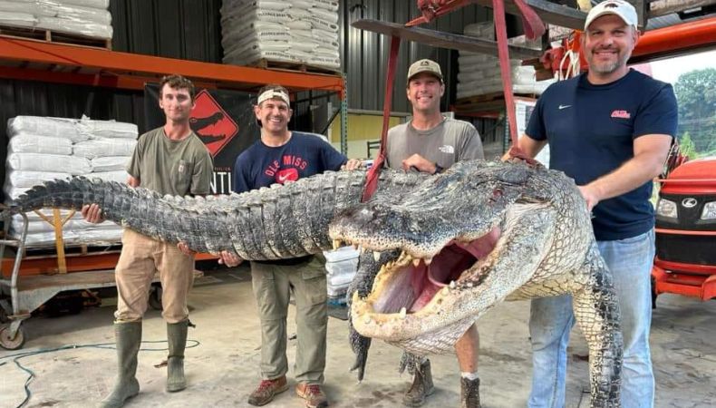 Gigantesco cocodrilo es capturado en el río de Mississippi