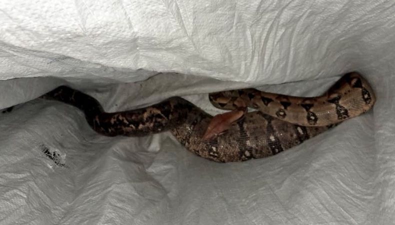 PNC capturó dos serpientes en diferentes viviendas