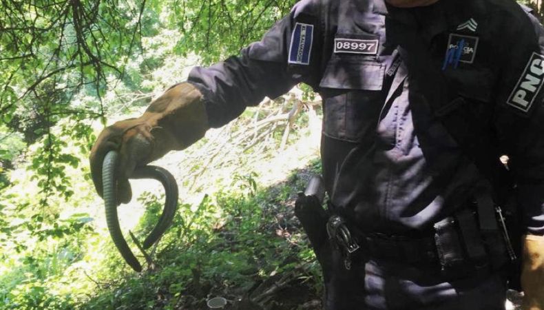 [Galería] PNC sigue rescatando diversas especies de animales