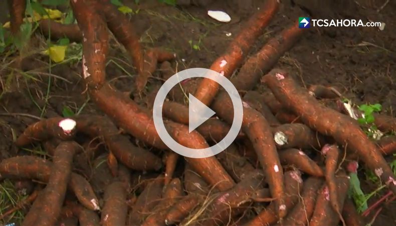 ¡La yuca, una fuente de ingreso en Santiago Nonualco!