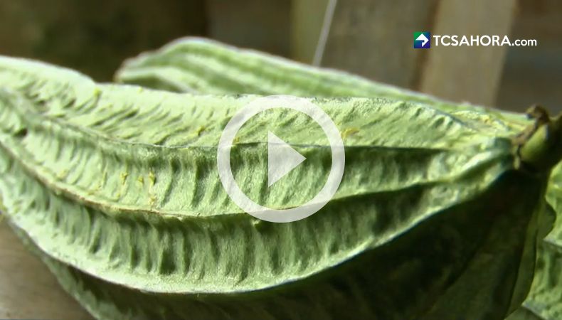 ¿Conoce usted el paste asiático que es comestible?