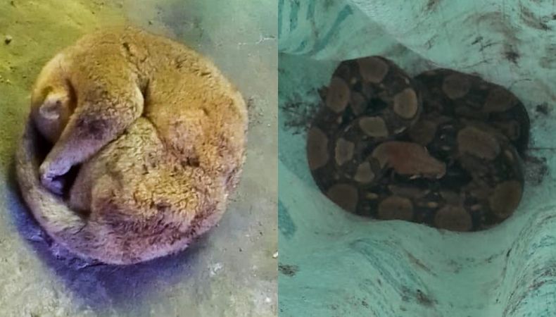 PNC localiza un micoleón y otras especies