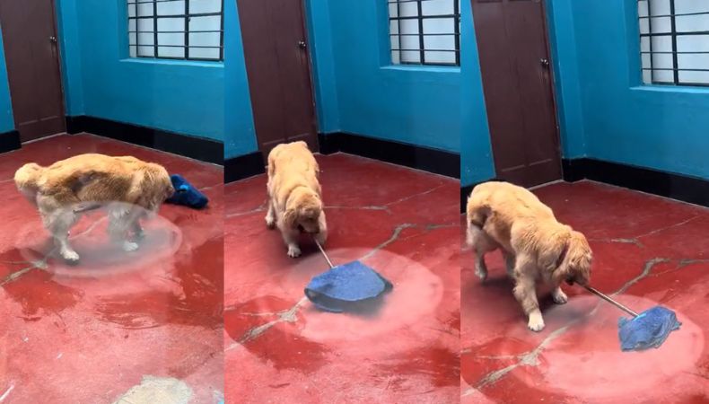 ¡El perrito oficioso de las redes sociales! ¡El perrito oficioso de las redes sociales!