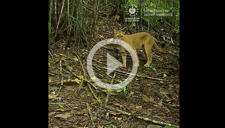 Cámara capta madre puma que guía a sus dos crías juveniles