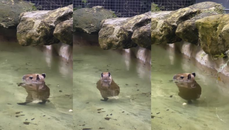 Capibara es filmada bailando al ritmo de “Thriller”