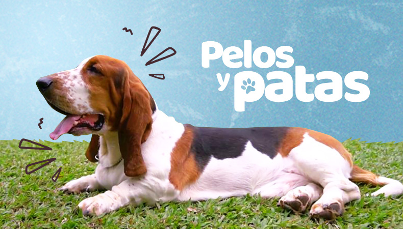 ¿Cómo es tener a un perro Basset Hound como mascota? ¡Conoce a Napoleón!