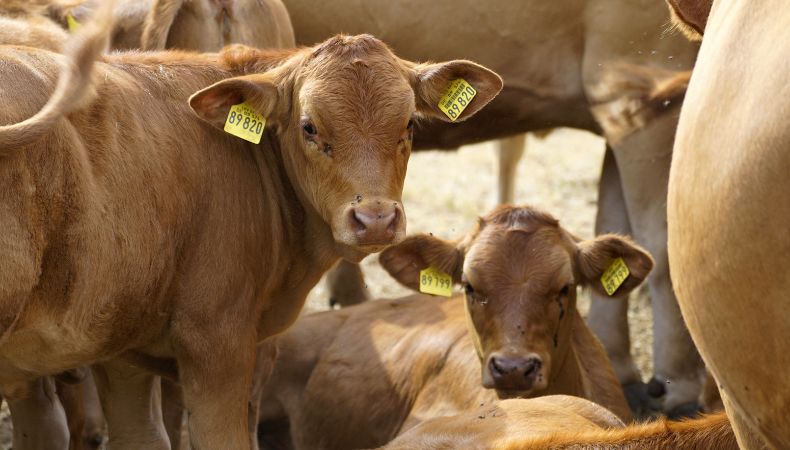 Capturan A Sujetos Por El Delito De Robo Y Hurto De Ganado